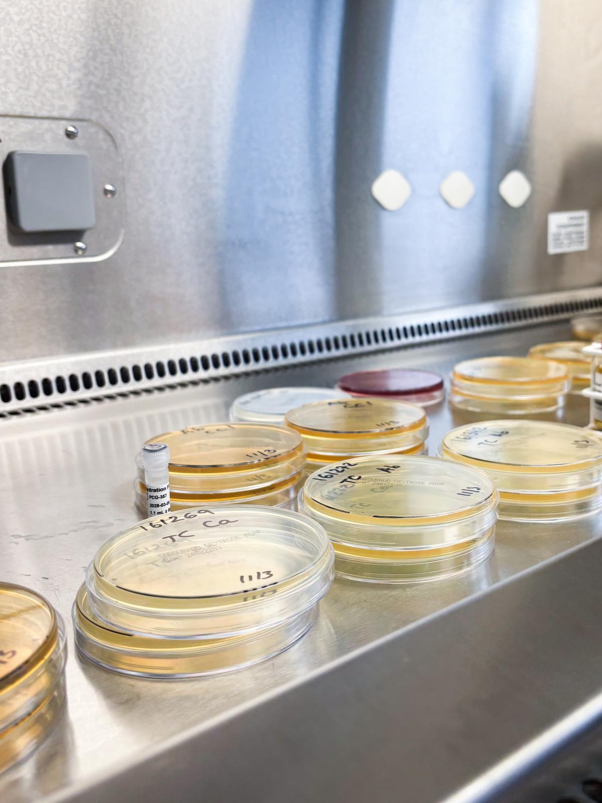 GMP Growth Promotion Testing at Tentamus Pharma UK