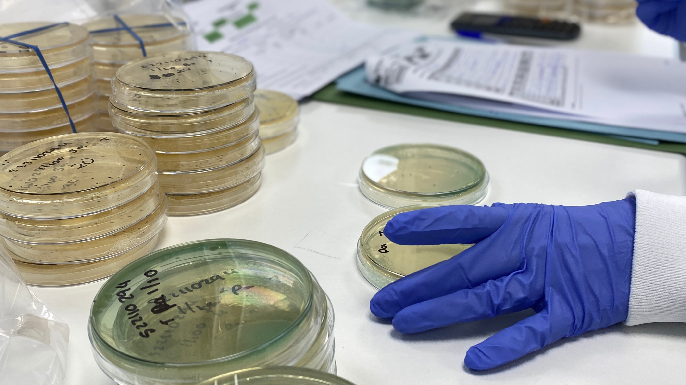 GMP Antimicrobial Effectiveness Testing (AET) at Tentamus Pharma UK