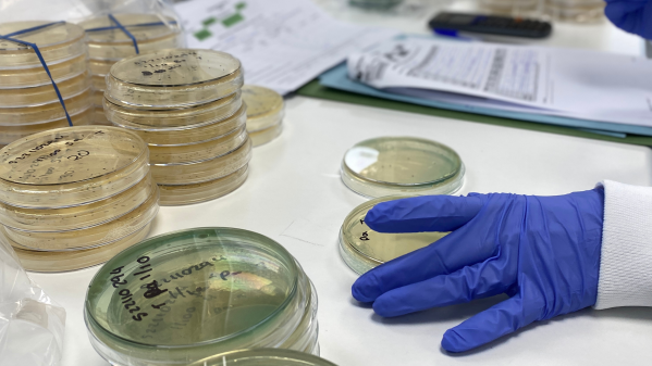 GMP Antimicrobial Effectiveness Testing (AET) at Tentamus Pharma UK